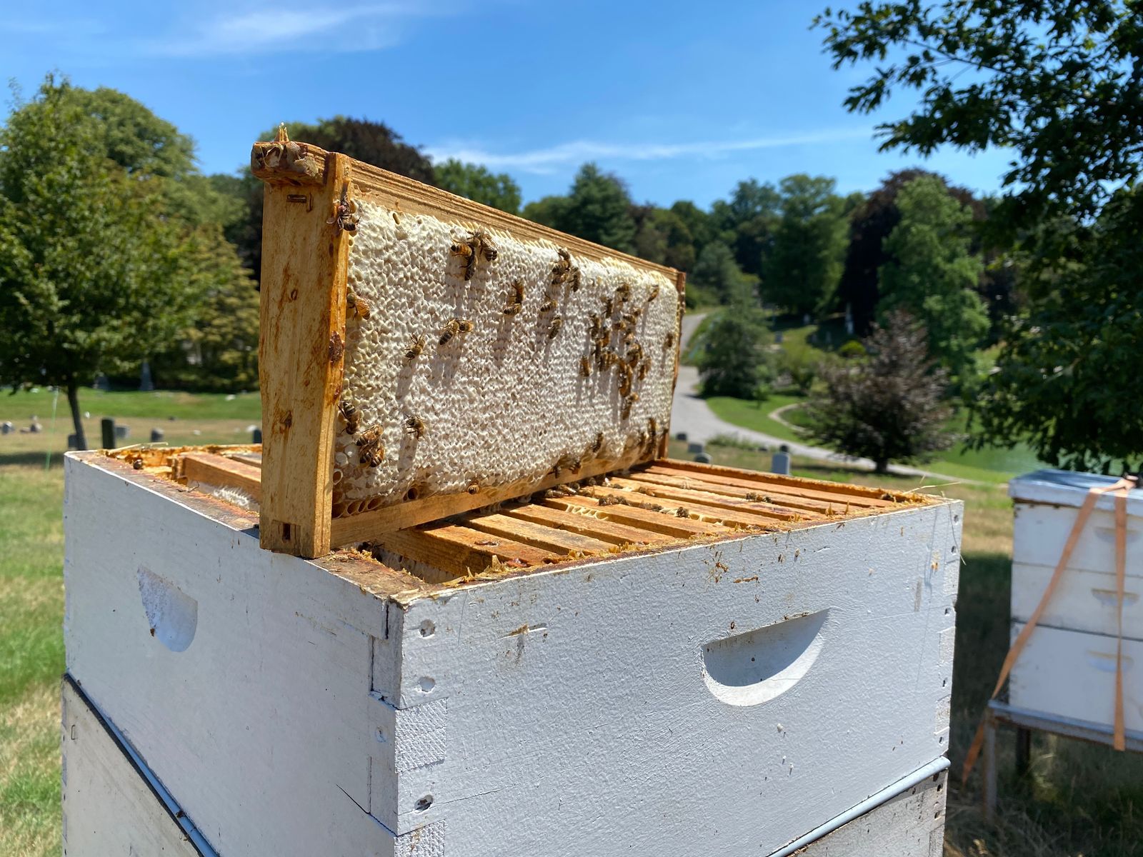 For the Love of Honey - Astor Apiaries